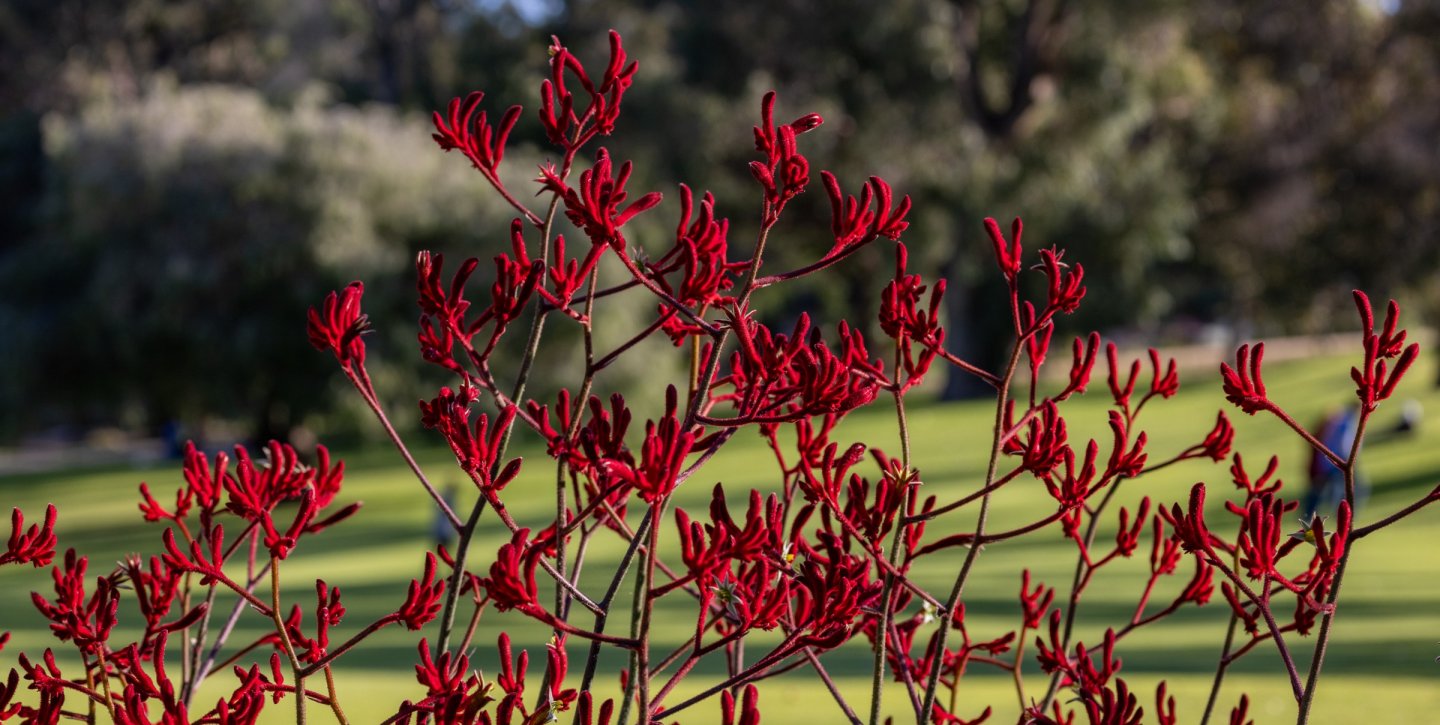 Guides’ plant of the month for October - Kings Park Volunteer Guides