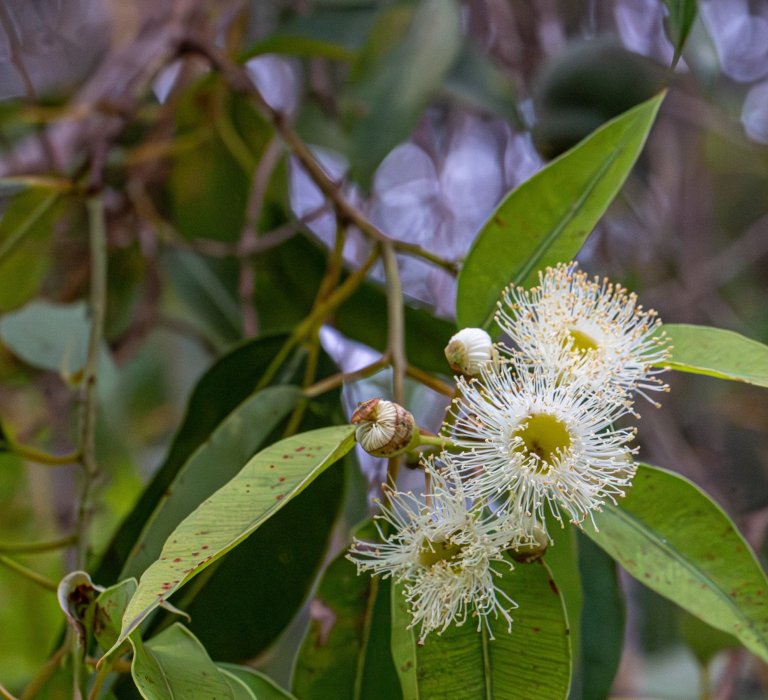 Themed Walks - Kings Park Volunteer Guides - Kings Park Events