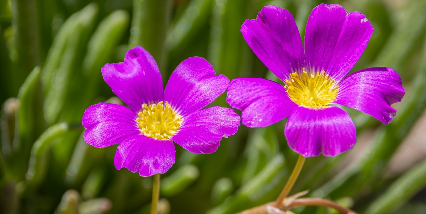 Discover Kings Park - Kings Park Volunteer Guides - Perth Guided Tours