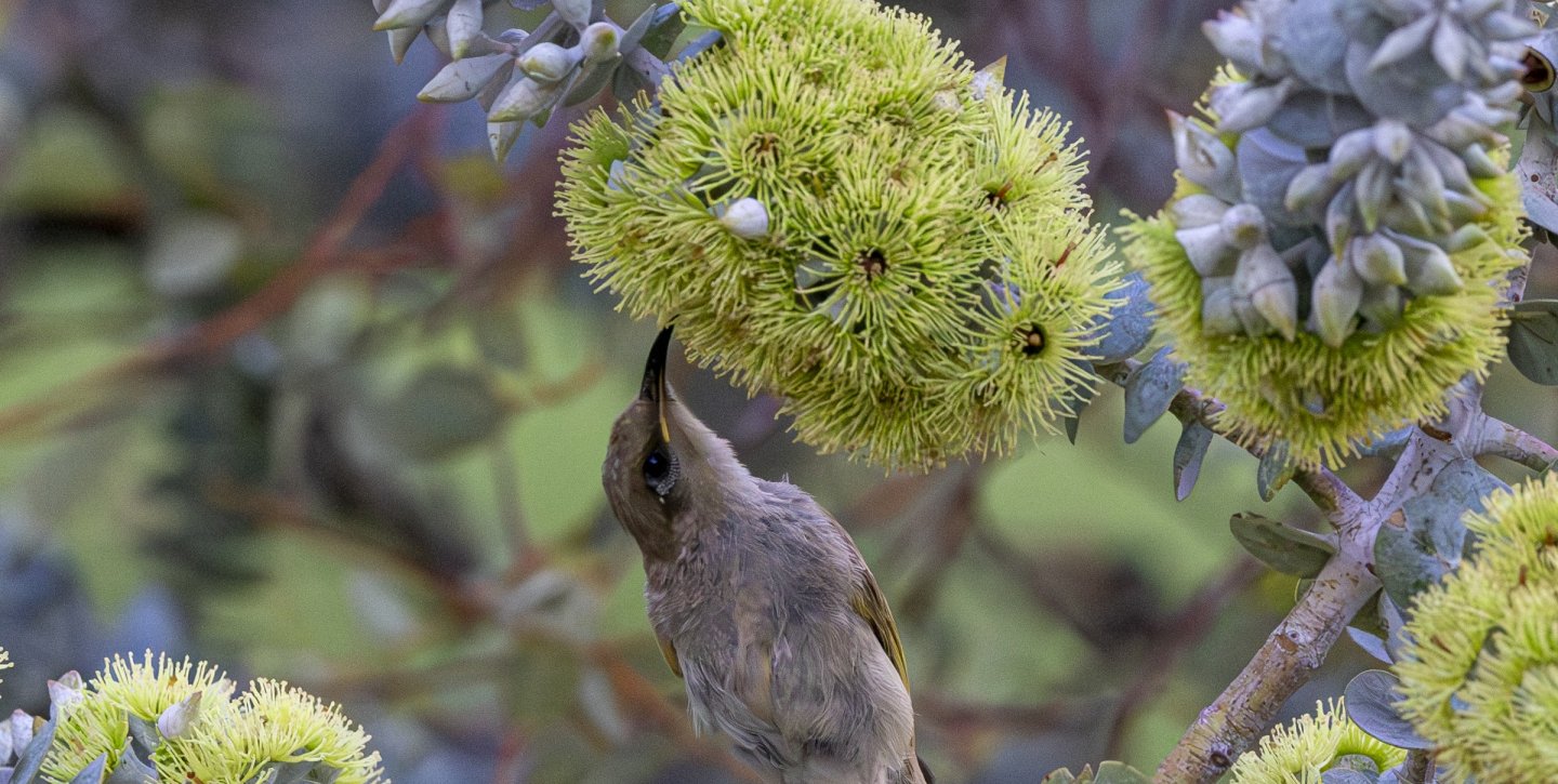 Guide’s plant of the month - Eucalyptus kruseana - Kings Park Volunteer ...