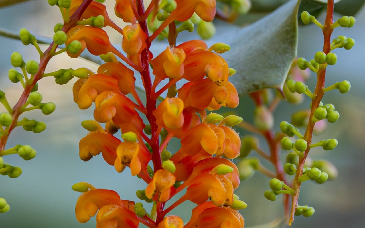 Guide’s plant of the month - Grevillea wickhamii - Kings Park Volunteer ...