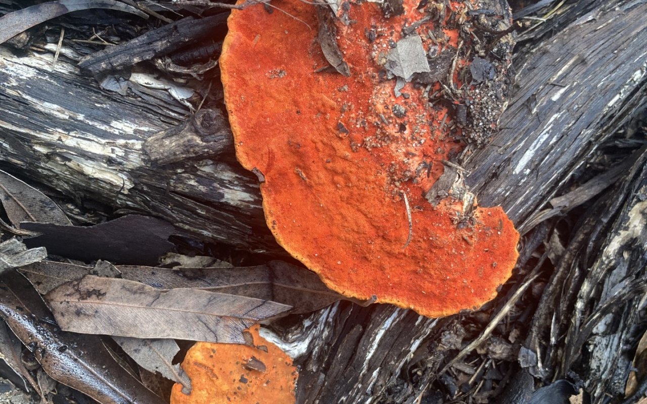 Guide Roz’s fungus of the month - scarlet bracket fungus - Kings Park ...
