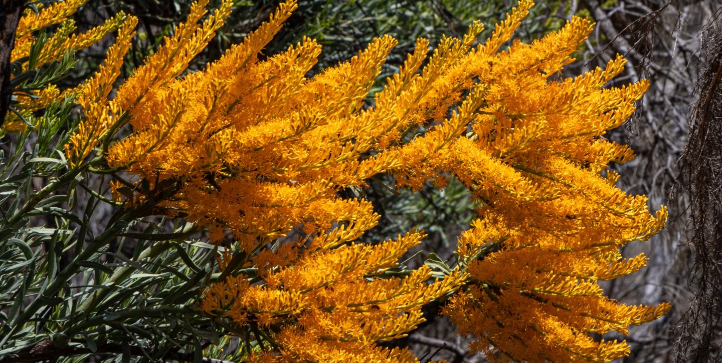 Guide’s plant of the month - The West Australian Christmas Tree - Kings ...
