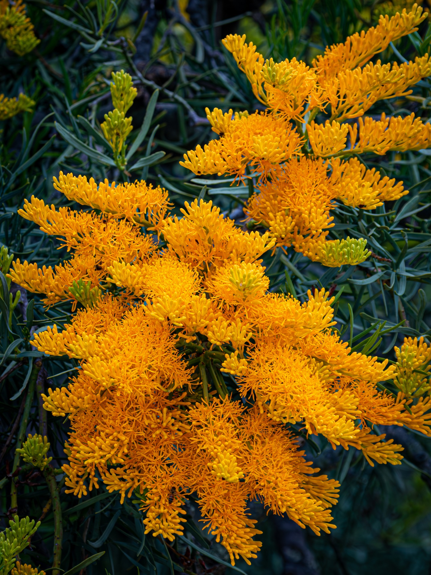 Guide’s plant of the month - The West Australian Christmas Tree - Kings ...