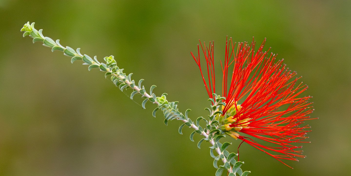 Guides’ plant of the month for November - Kings Park Volunteer Guides
