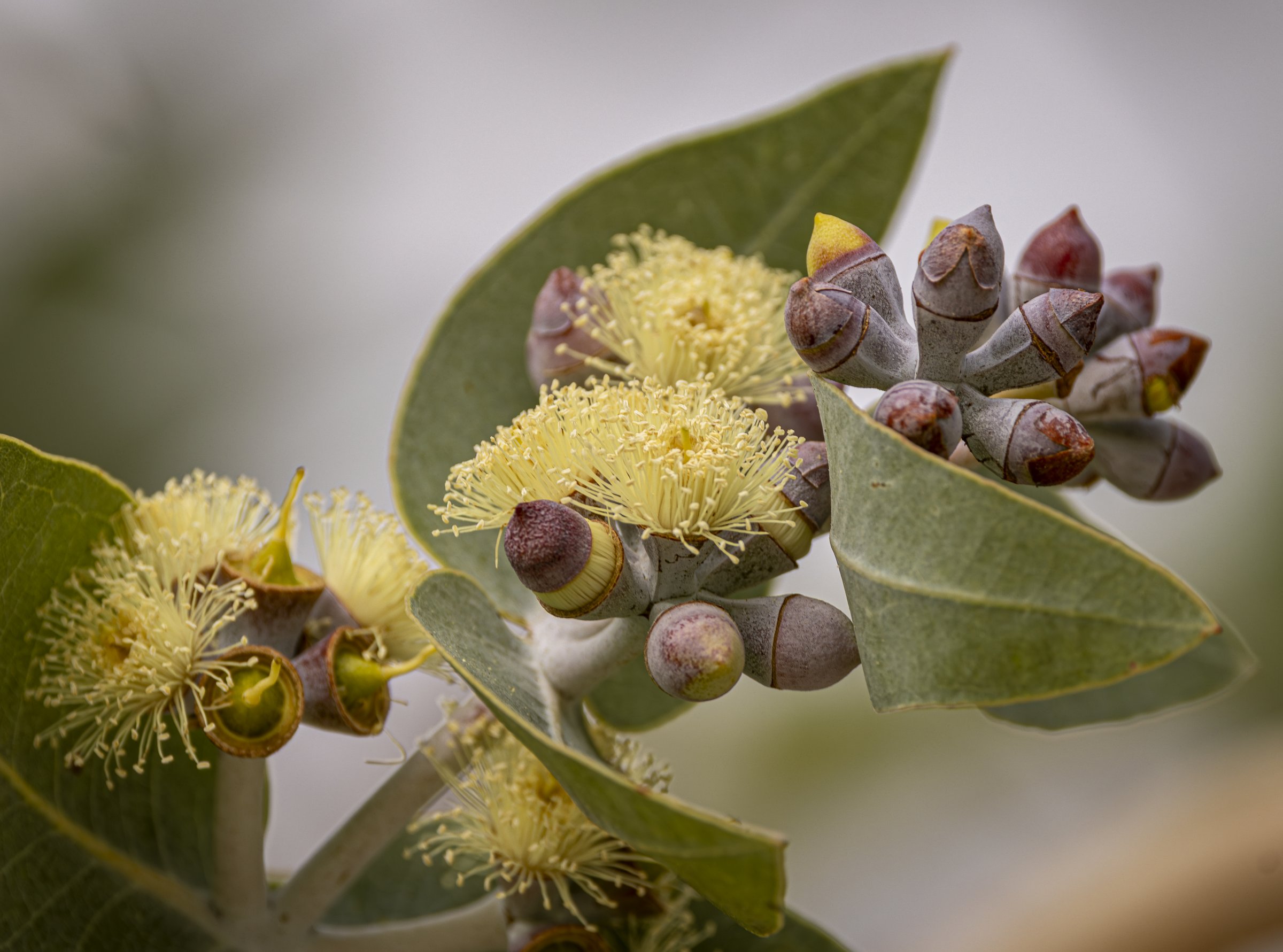 Guides' plant of the month for February - Kings Park Volunteer Guides